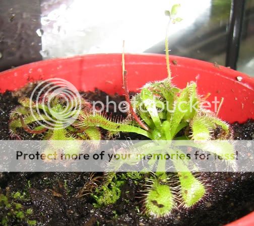 Drosera ID, please. Pics included. - FlyTrapCare Forums